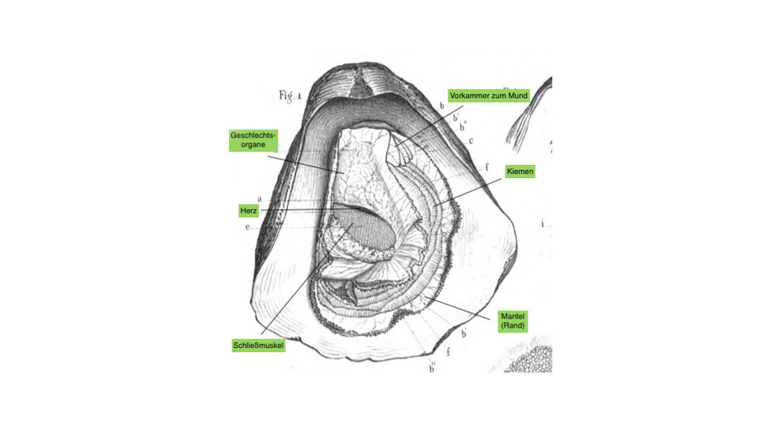 Heimische Auster | AWI