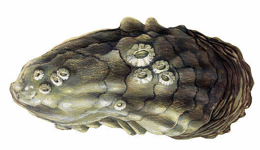 Heimische Auster | AWI